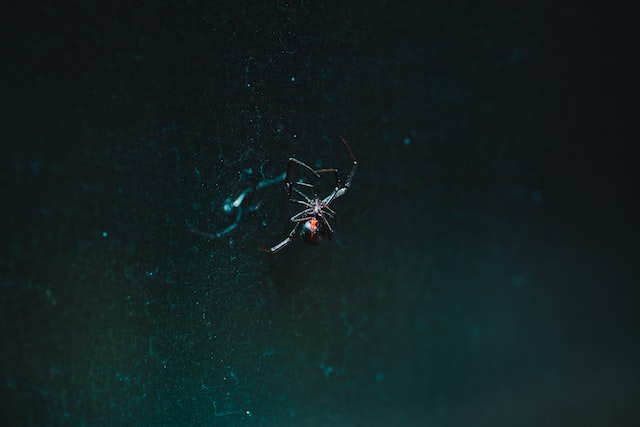 Common Basement Spiders in Raleigh, NC