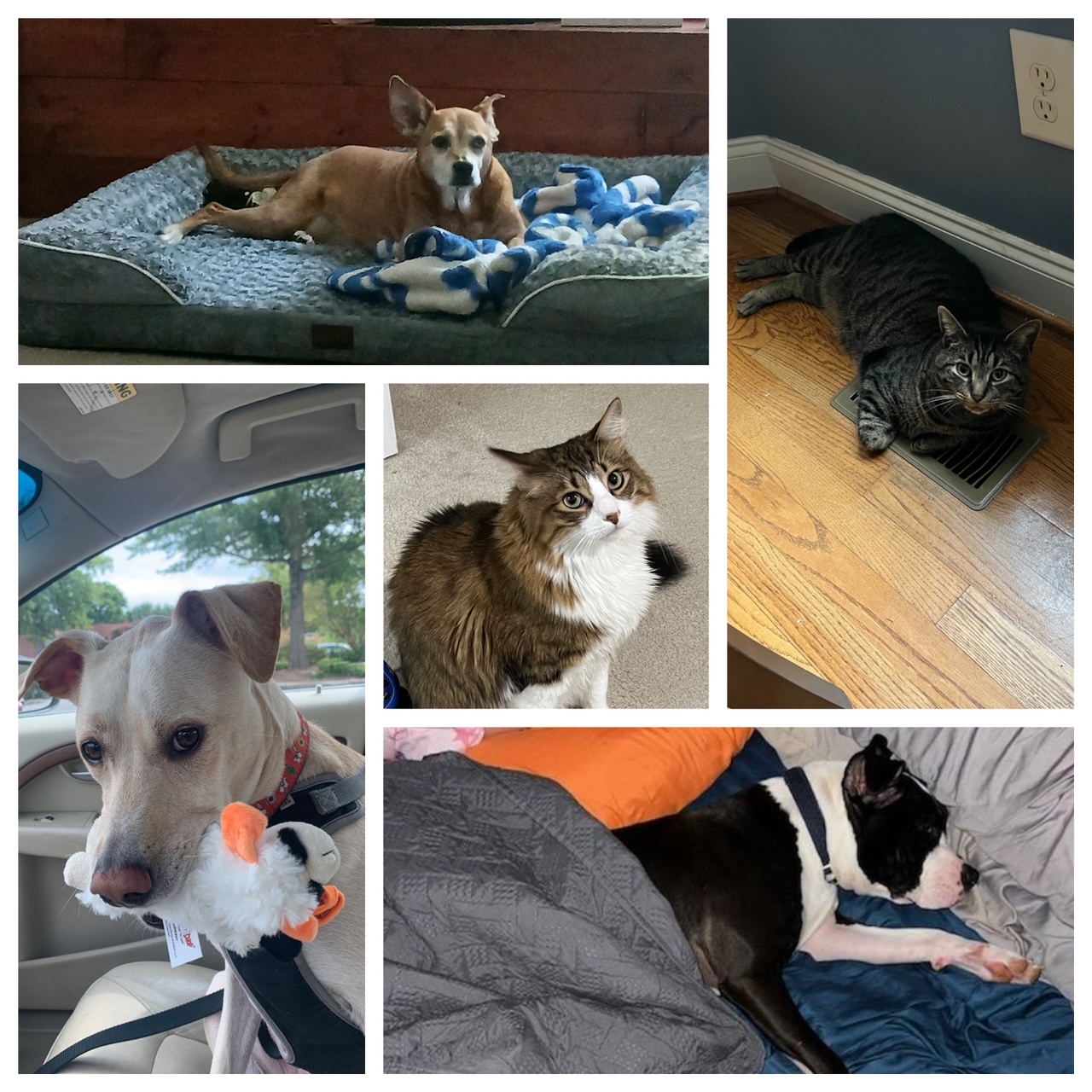 Pest Control With Pets- Innovative Pest Solutions