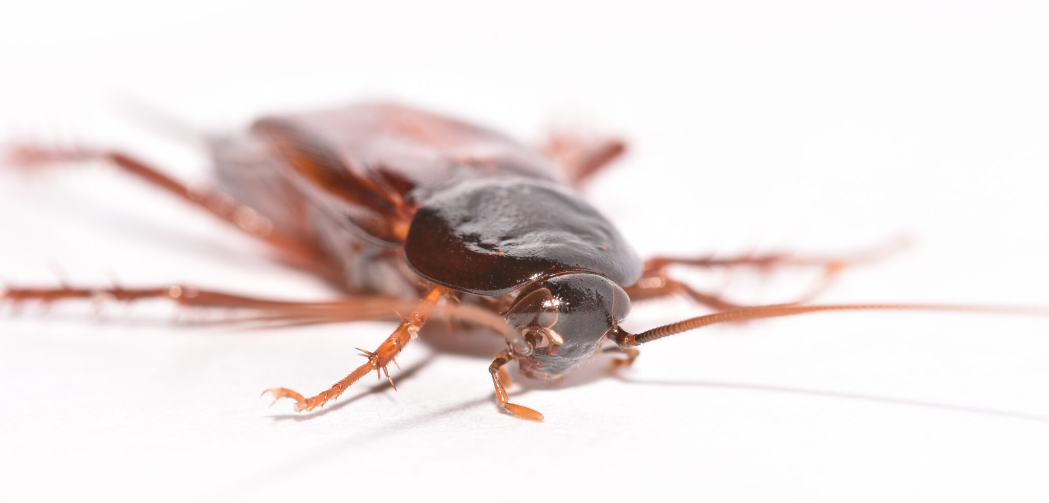 The Roaches are Coming! 4 Common Roaches in Raleigh-Durham